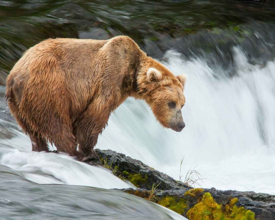 Katmai National Park - A Visitor's Guide - National Parks Guide