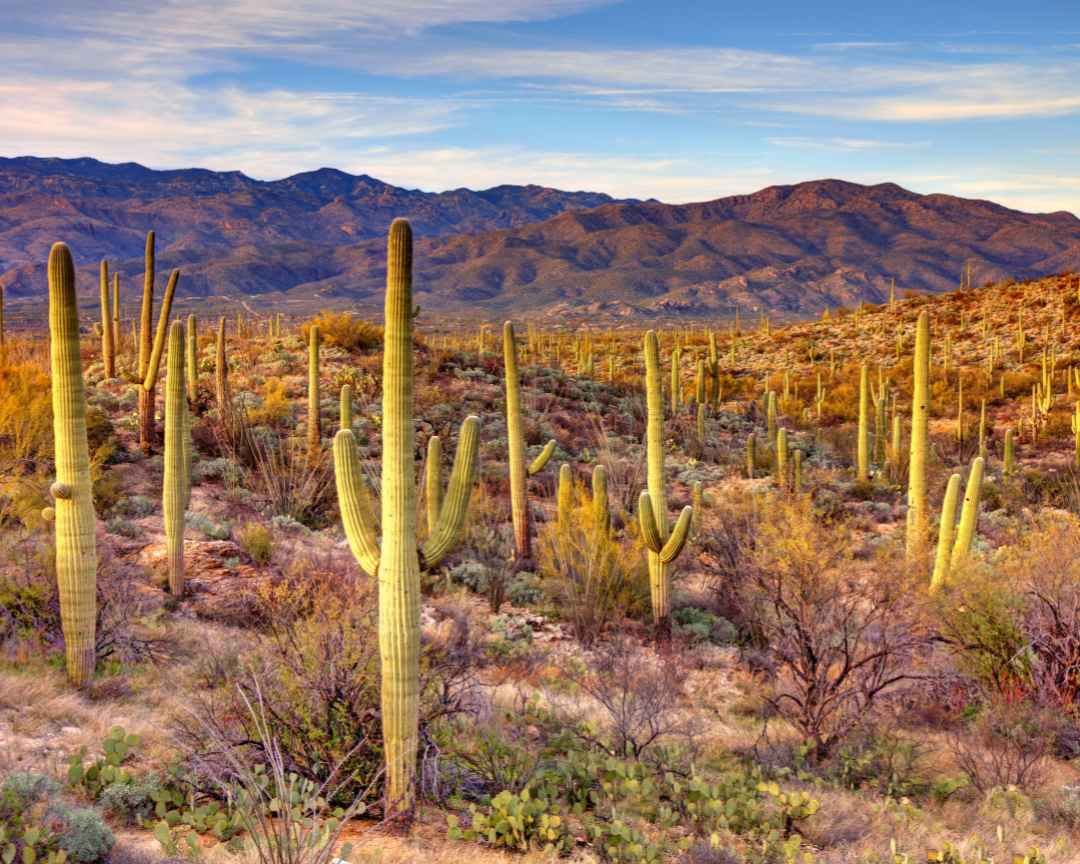 Saguaro National Park - A Visitor's Guide - National Parks Guide