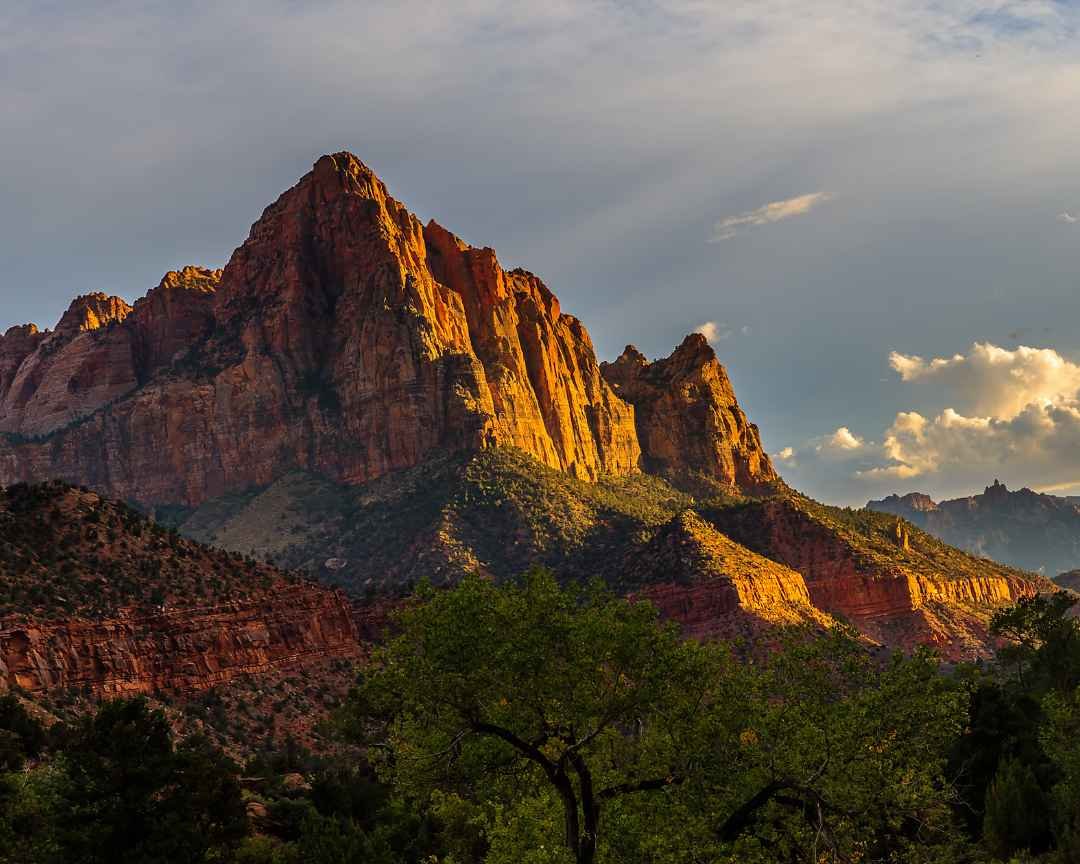Wildlife in Zion National Park - A Visitor's Guide - National Parks Guide